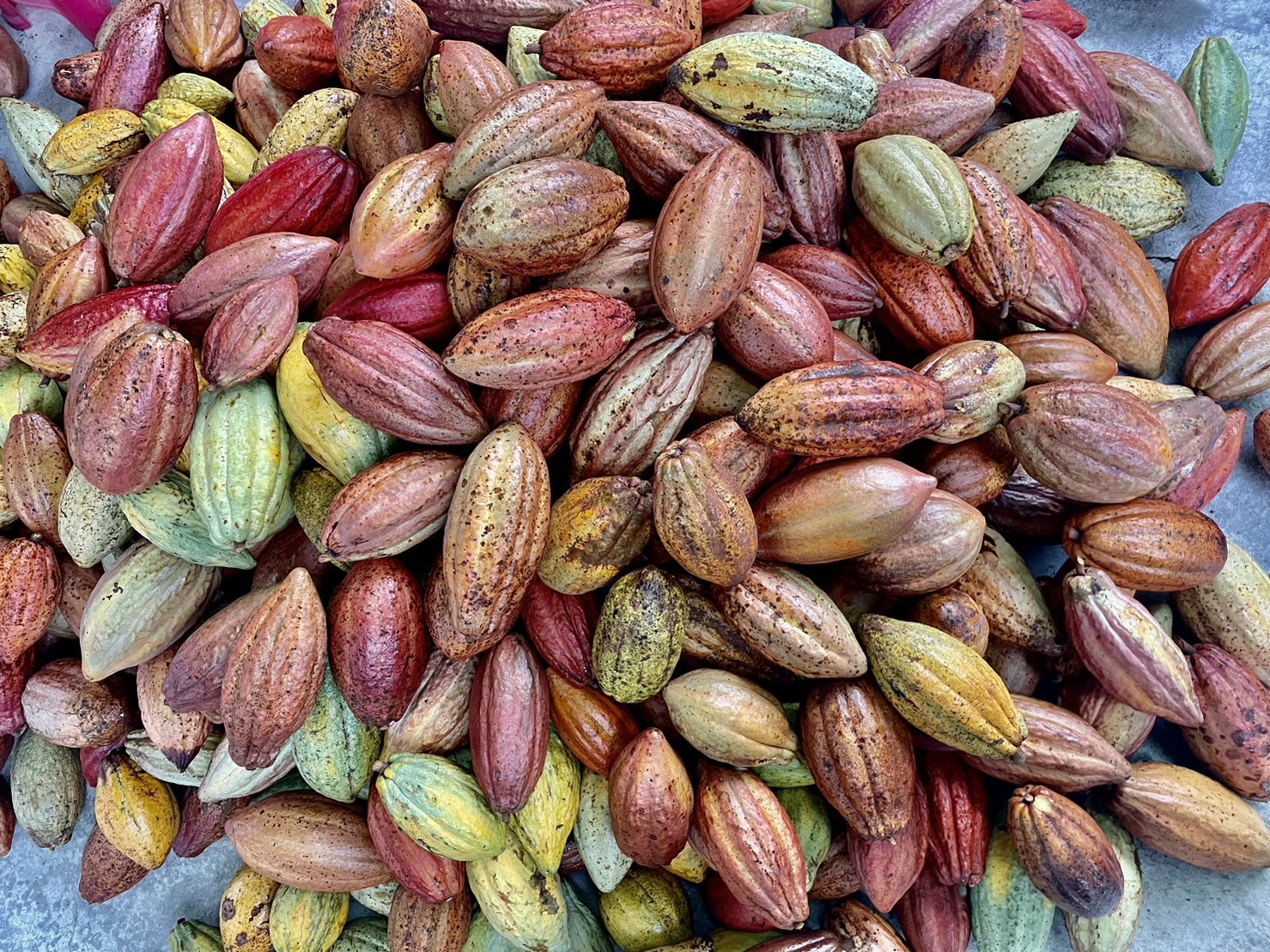 Cocoa Plantations with the World’s Lowest Carbon Footprints Are in ...